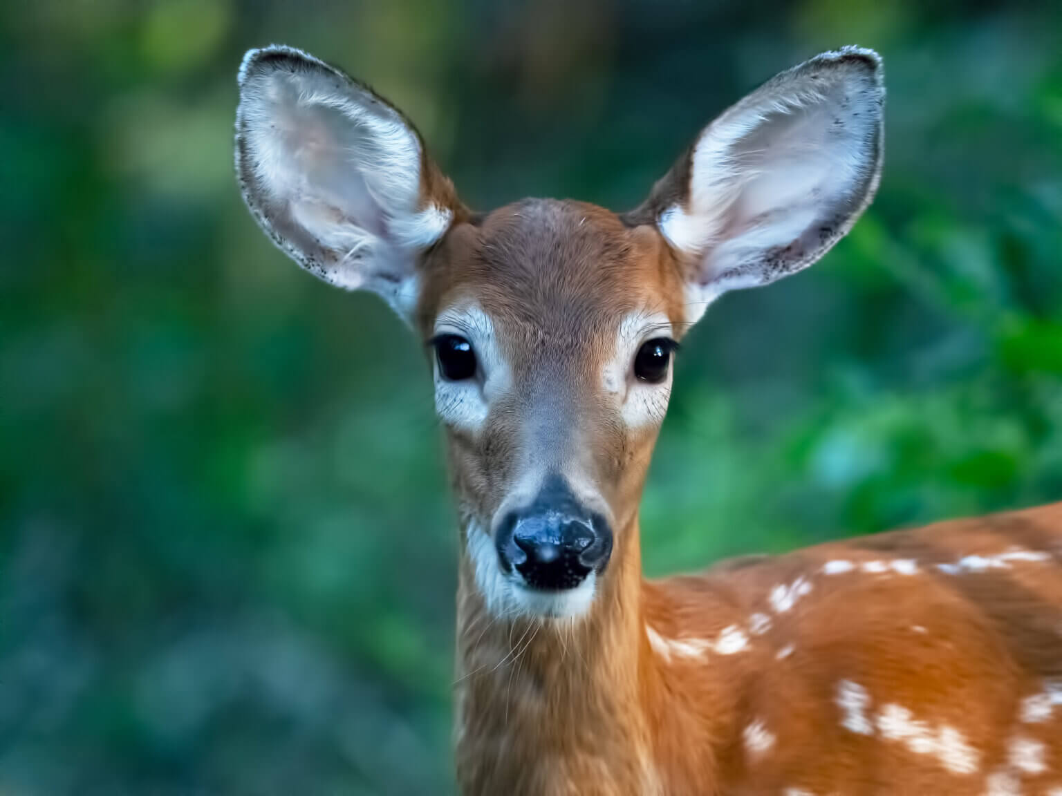 Gallery - Wisconsin Deer Park